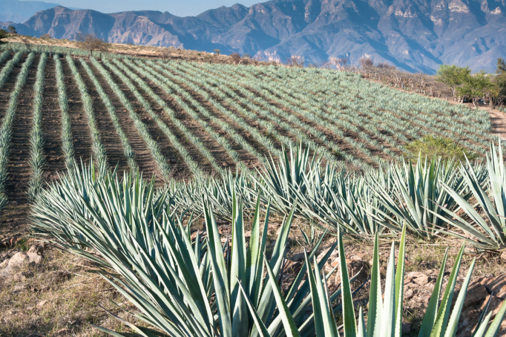 Turismo rural en México | ExploraRural